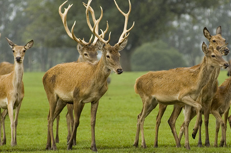 Deer Fence HT13/190/15, LHT13/190/15 and T13/190/15 - Hartwells Fencing